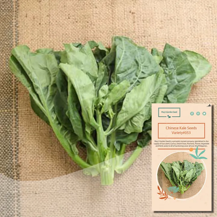 Chinese Kale Seeds, Vegetable Seeds#053 | Lazada PH