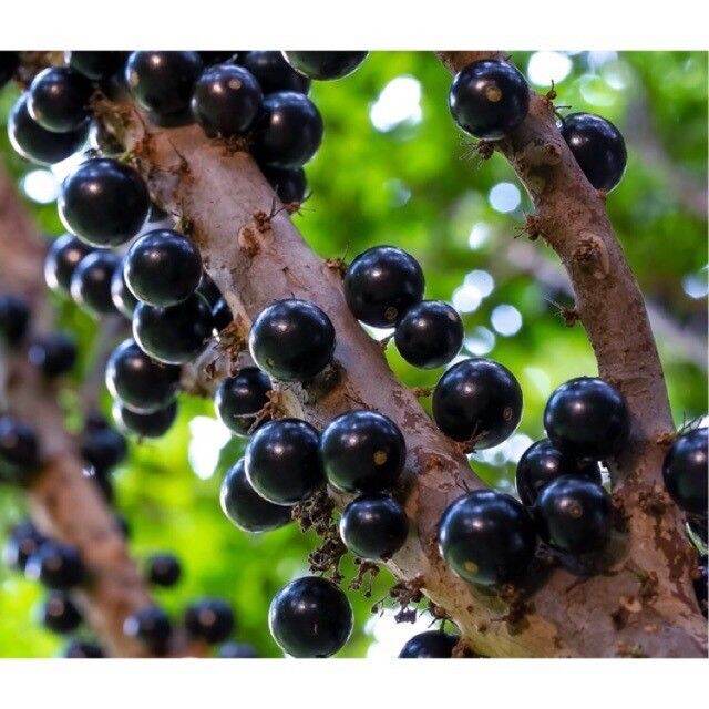 Anak pokok anggur brazil 🍇 Jaboticaba Tree 🍇Jabuticaba Brazilian Grape ...