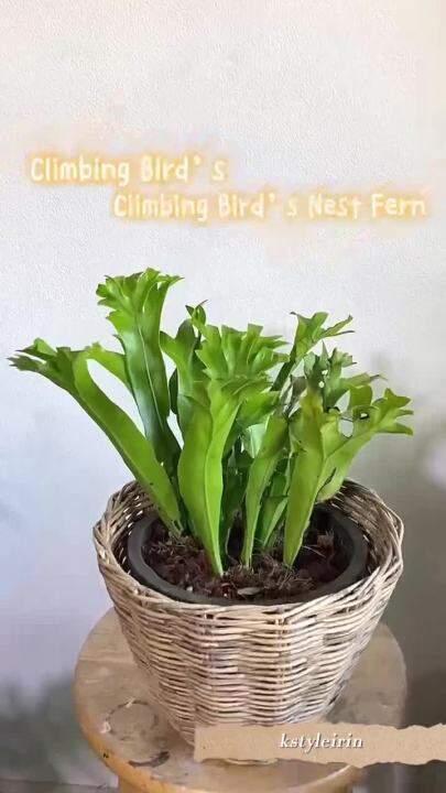 ( PRO+++ ) โปรแน่น.. ต้นเฟิร์นเขากวาง (Climbing Bird’s Nest Fern ...