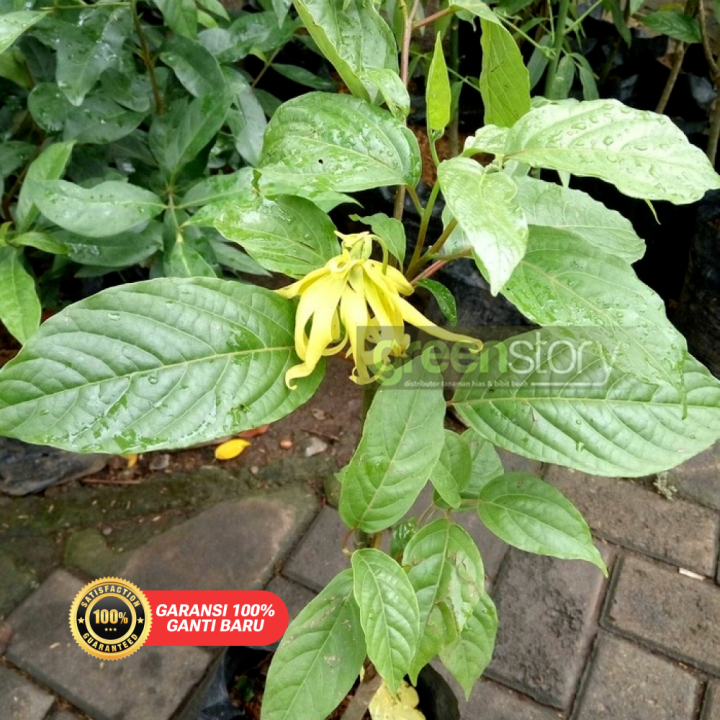 BUNGA KENANGA | Lazada Indonesia