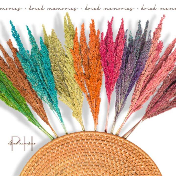 Dried Small Trigo (5 stems) Preserved Dried Hare Flower Dried Memories ...
