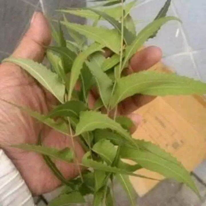 Baru jual daun mindi segar atau mimba fresh 1 kg | Lazada Indonesia
