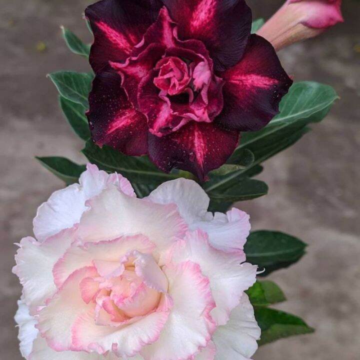 2 ADENIUM KAMBOJA JEPANG BUNGA TUMPUK MULTI COLOUR // 2 ADENIUM KAMBOJA ...