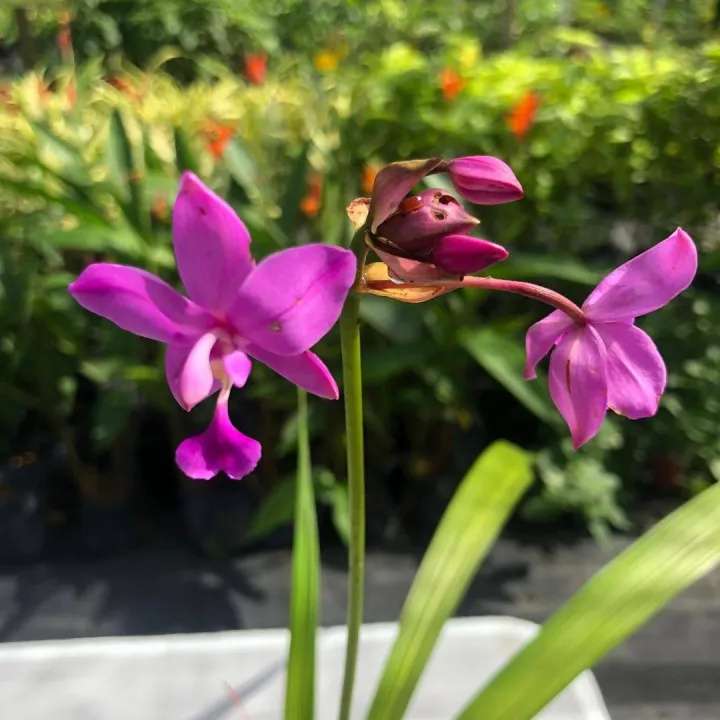 MM- Ground orchid plant - deep purple/ anak pokok orkid pinang ungu ...