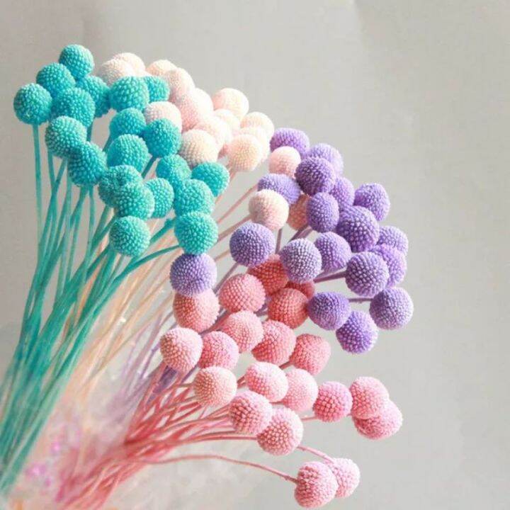 Dried Craspedia Flower (per Piece and per Set) Real Flower Dried ...