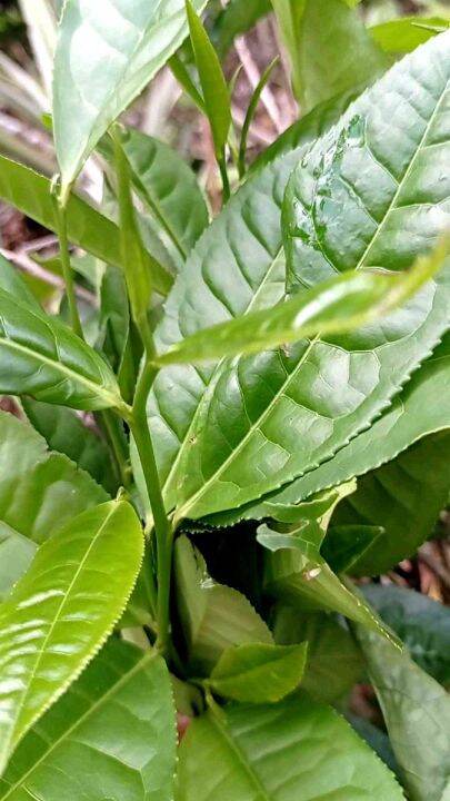 Daun teh hijau herbal pucuk-Daun teh segar pres 1000grm | Lazada Indonesia