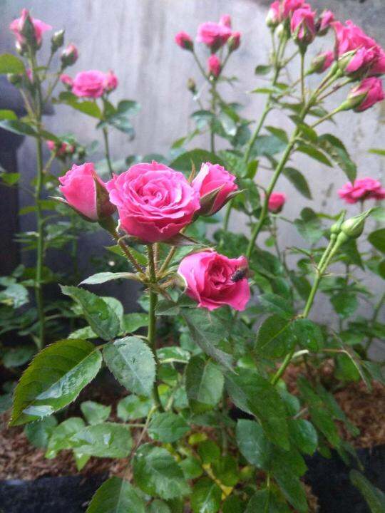 Mawar Floribunda Pink | Lazada Indonesia