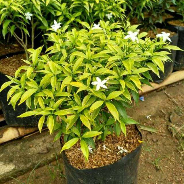 Pohon saberna yellow dwarf/ rembosa mini kuning | Lazada Indonesia