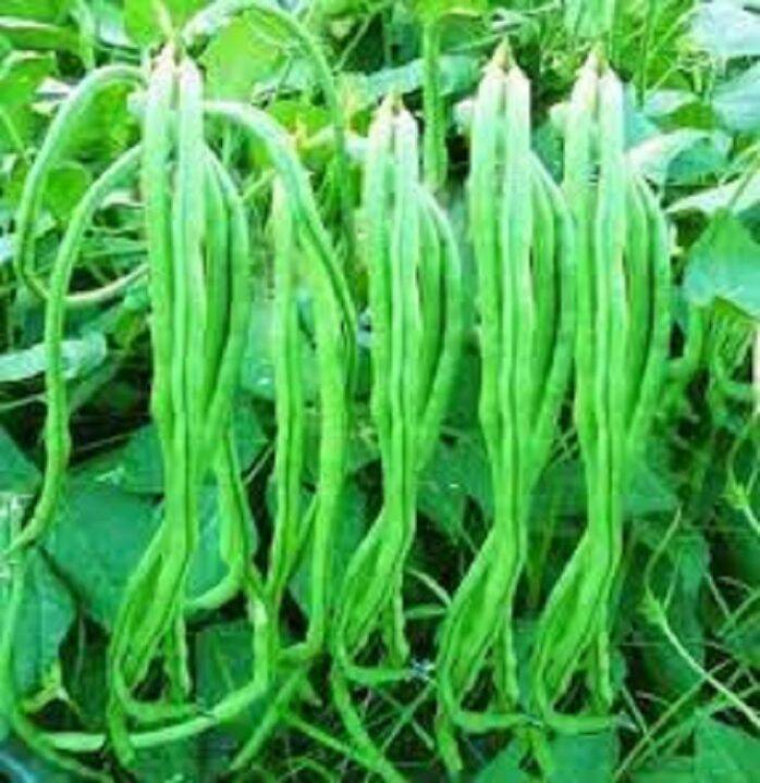 BUSH SITAW WILD SEEDS | Lazada PH