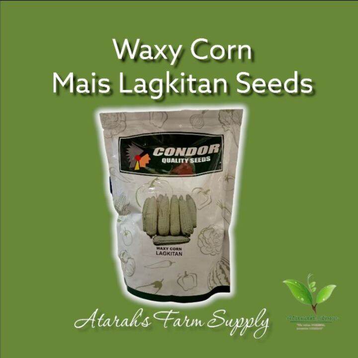 Hybrid Waxy Corn - Mais Lagkitan (1kilo) Condor Seeds | Lazada PH