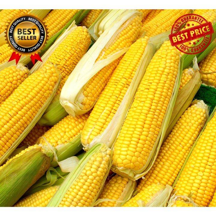 SUPER SWEET CORN SEEDS (High Yield / Easy to plant) | Lazada PH