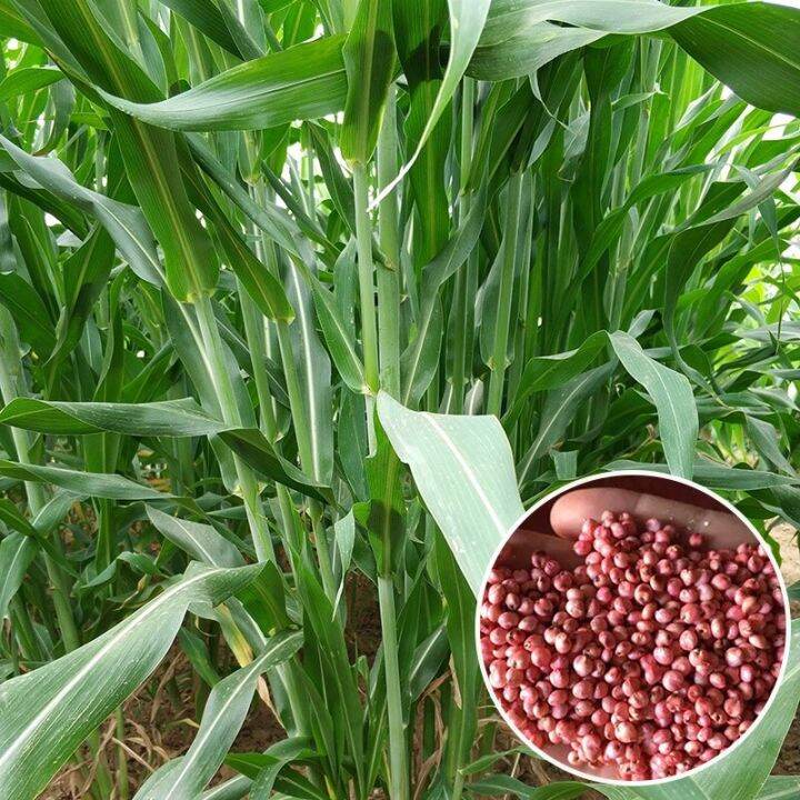 Forage Seed Sweet Sorghum Seed Feeding Goose Corn Grass Four Seasons ...