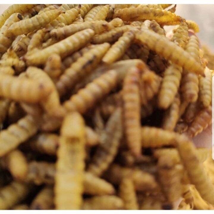 magot kering dry magot termurah pakan arwana chana lohan dan ikan ...