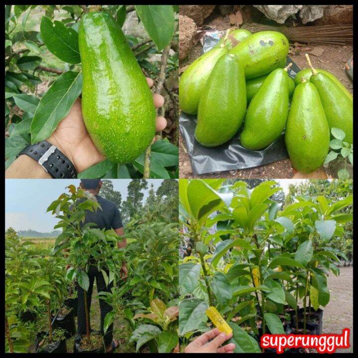 Tanaman Pohon Alpukat Siger Batang Besar Siap Berbuah | Lazada Indonesia