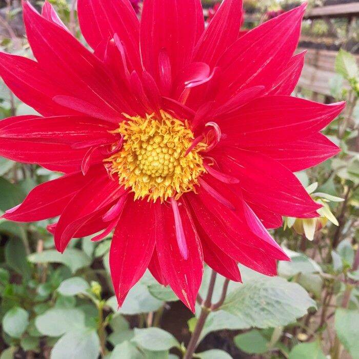 BUNGA DAHLIA MERAH - Dahlia berbunga | Lazada Indonesia