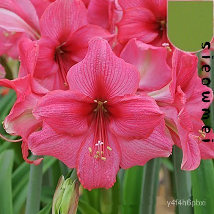 cash on delivery Four Seasons Potted Hippeastrum Flowering Plant ...