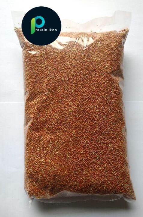 Biji Jewawut JAWAWUT 1KG Organic Pilihan Biji Jawak Biji Kunyit Juwawut ...