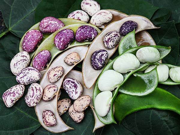 PATANI BEAN / LIMA BEAN (5 seeds) - Vegetable Seedsbuy 1 take 1， 50 ...