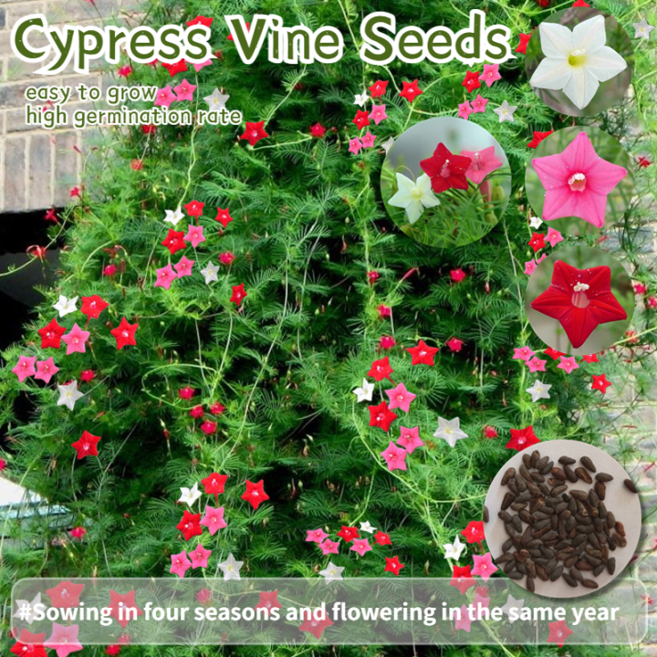 [100% Original] Fresh Cypress Vine Seeds (Mix color 150 Seed) Bonsai Seeds for Planting Flowers ...
