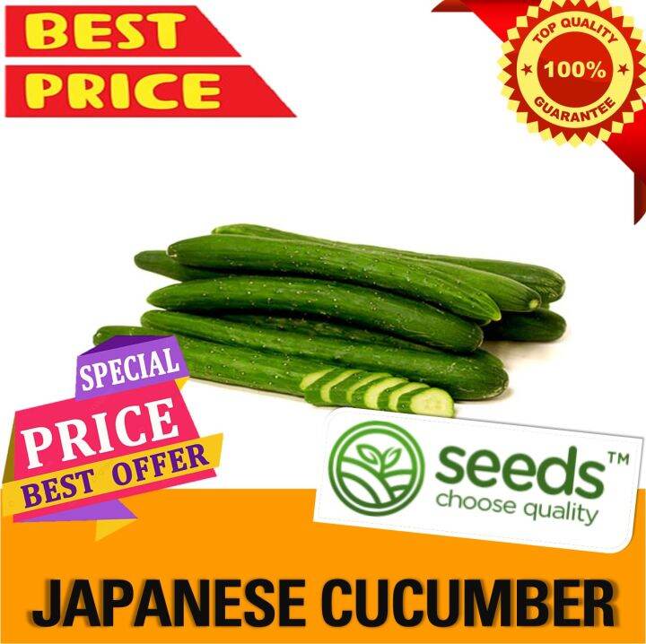 JAPANESE CUCUMBER SEED - VALUE PACK SEEDS | Lazada PH