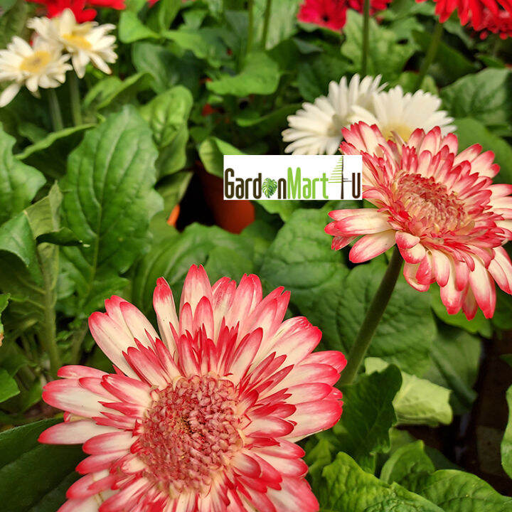 GardenMart4U Live Plant Daisy Flower Gerbera Plant Pokok Bunga Daisi ...
