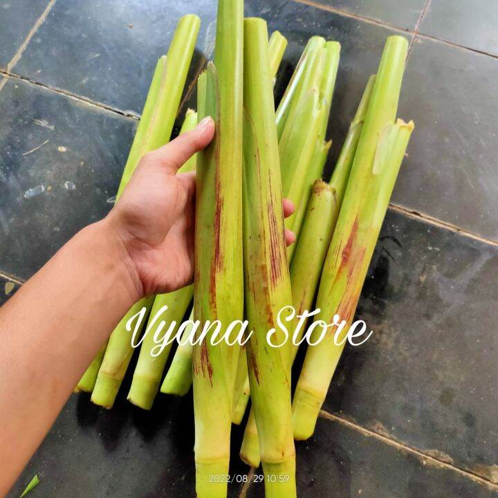 Sayur Terubuk 1 kg - Turubuk - Terubus - Trubuk - Tebu Telur - Tiwu ...
