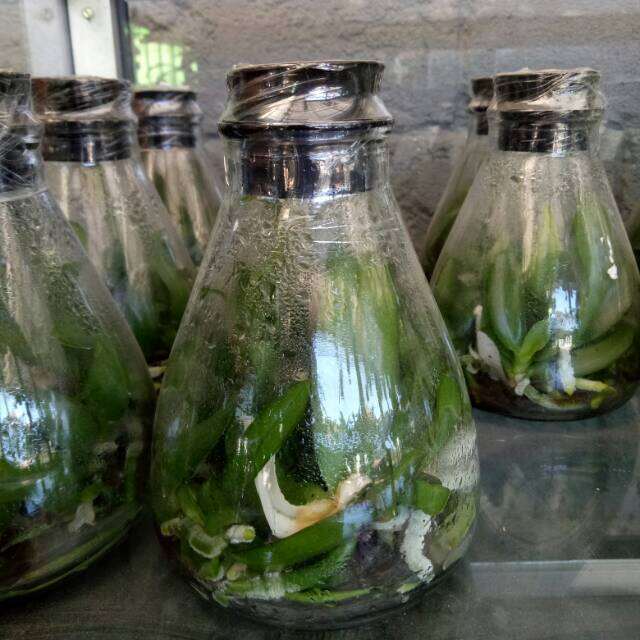 Anggrek Botol Bulan - Phalaenopsis Hybrid Botol Lab 4.6 | Lazada Indonesia