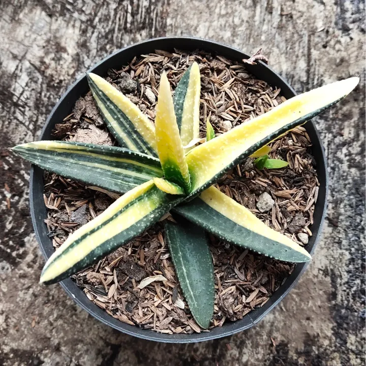 CARISSA CACTUS bunga hias hidup Gasteria Varigata Tanaman hiasan ...