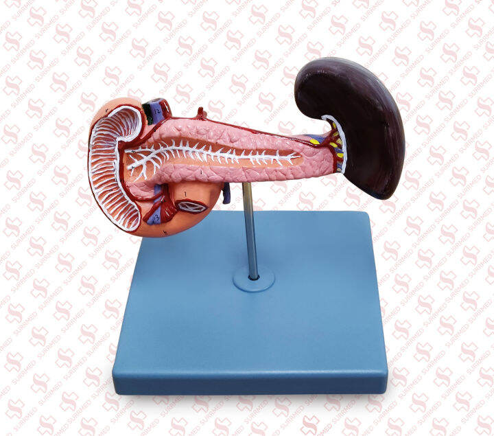 PANCREAS, DUODENUM, AND SPLEEN ANATOMICAL MODEL | Lazada PH