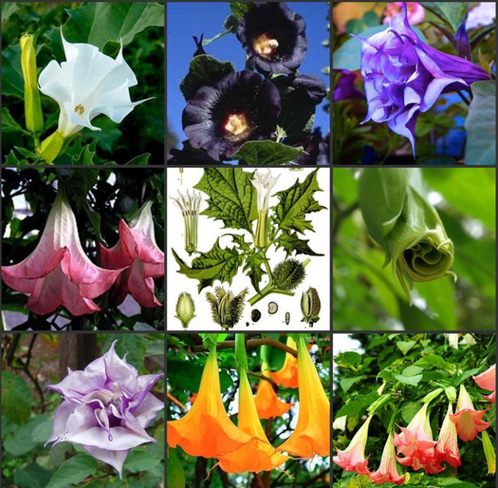 Handa Na Stock Sa Pilipinas 100pcs/bag Mixed Colors Datura Brugmansia ...