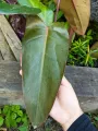 Bunga Philo/Red emerald Philodendron/RARE Borneo plant/READY STOCK ...