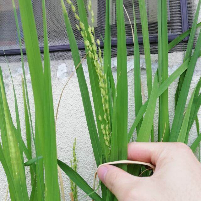 Rice seed(paddy) 米种子（稻谷）grow rice at home 自家种米 biji benih padi untuk ...