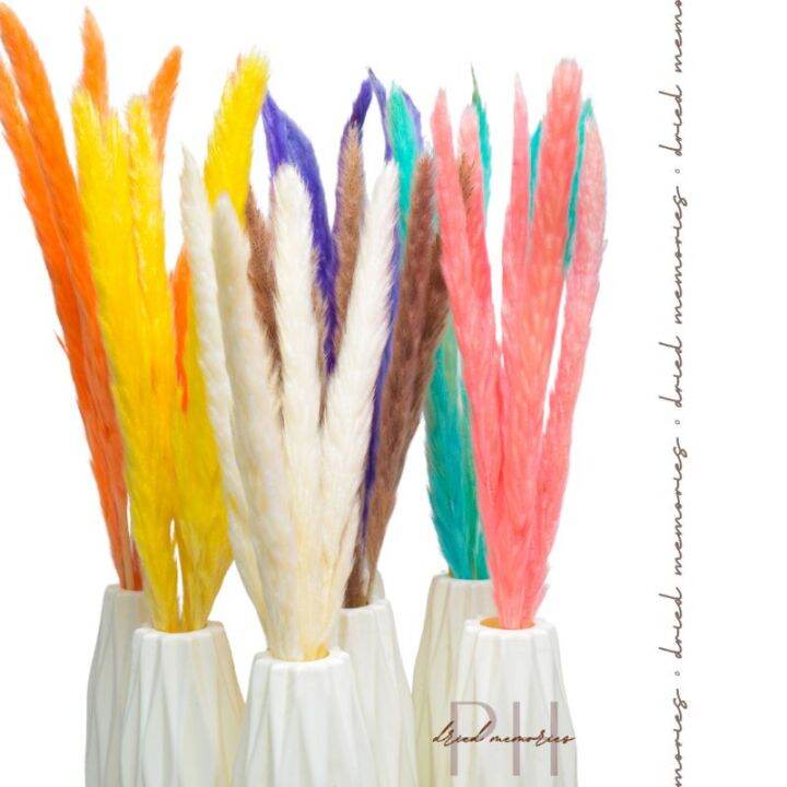 Australis Mini Pampas Dried Flower Real Flower Dried Memories PH ...