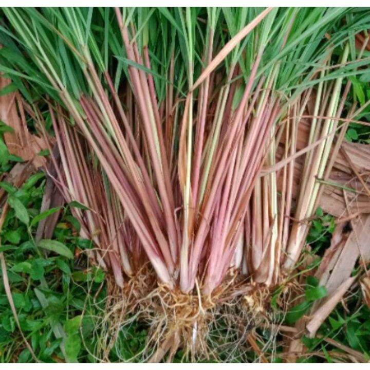 pohon sereh wangi/sereh merah 1kg | Lazada Indonesia