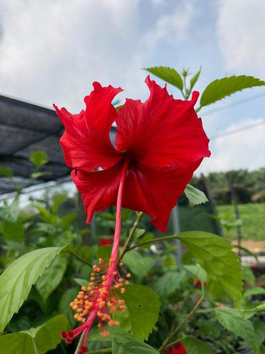 MDC- Hibiscus rosa sinensis Plant Sapling / Anak Pokok Bunga Raya Merah ...