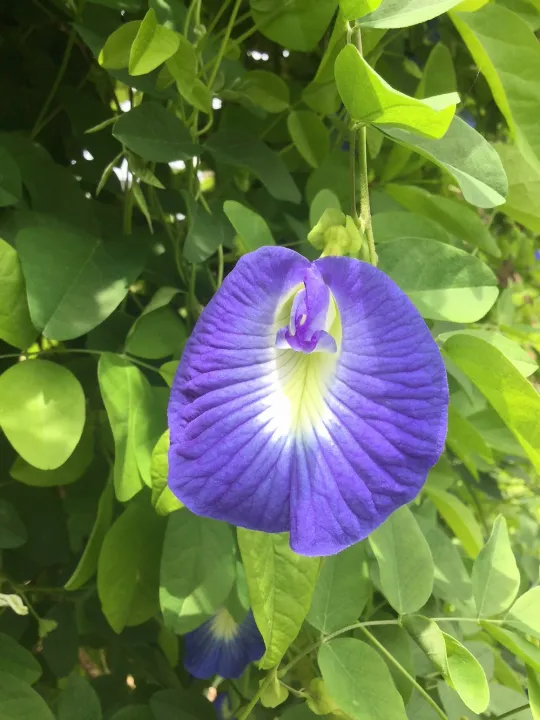 Blue ternate Clitoria ternatea live Plant | Lazada PH
