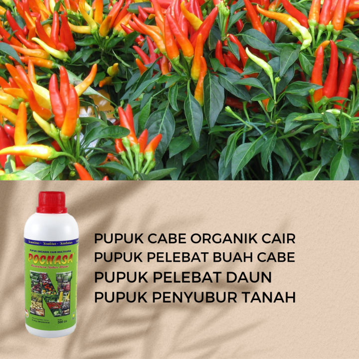 Pupuk Pelebat Cabe/Pupuk Organik cair Tanaman Cabe/ Pupuk Terbaik Untuk ...