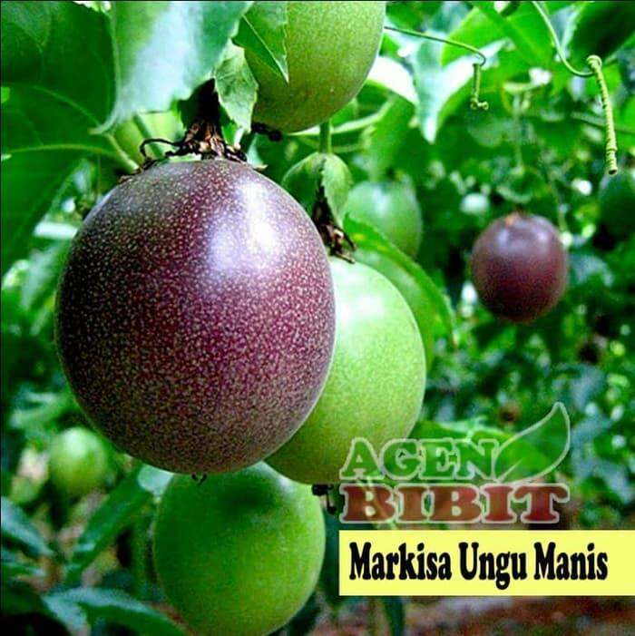 Bibit Pohon Buah Markisa Ungu - Tanaman Edulis Sims | Lazada Indonesia