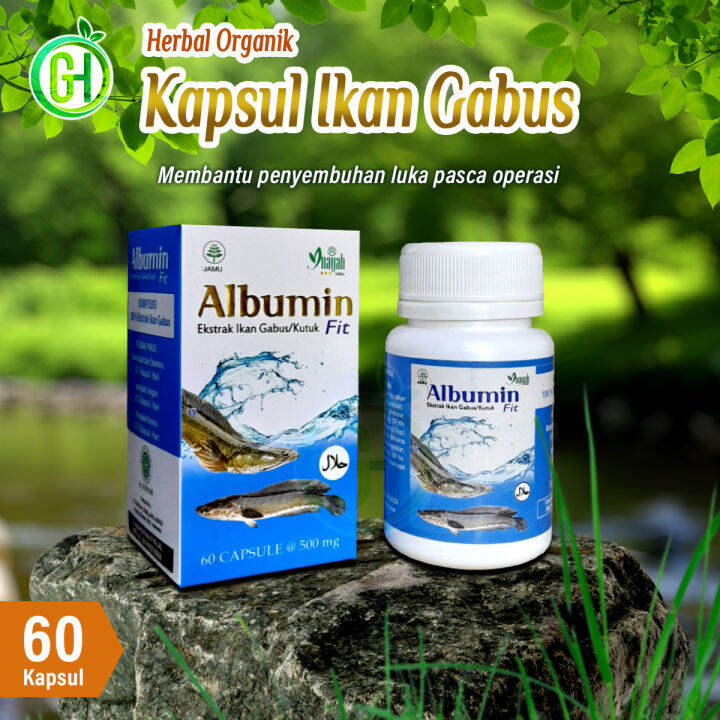 Kapsul Ikan Gabus Albumin Fit Herbal Alami 60 Kapsul | Lazada Indonesia