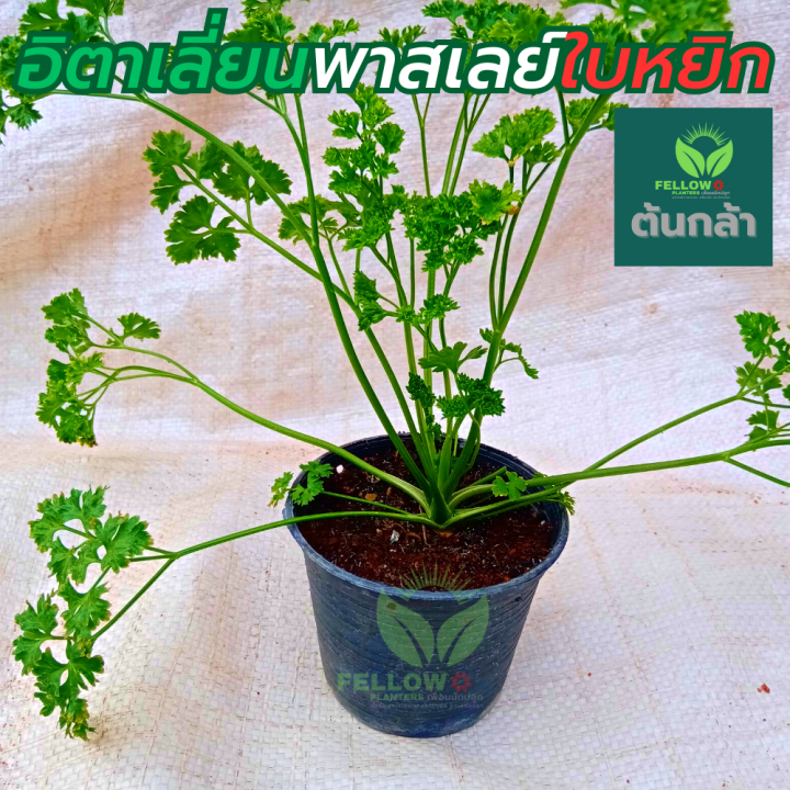 [💫ส่งไวทันใจ💫] ต้นอิตาเลียน พาสเล่ย์ พาสเลย์ Italian Parsley (🥦ใบหยิก🥦 ...