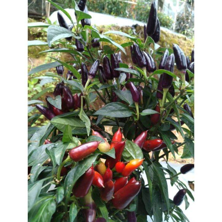isi paket : 2 Bibit Cabe Hias Black Candle Light Benih Tanaman Cabai ...
