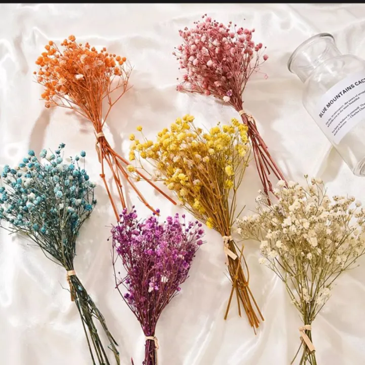 Baby breath of dried flowers/candied dried flowers of Gypsophila ...