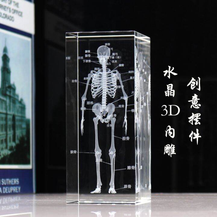 Human body skeleton model structure of graduation season physicians ...