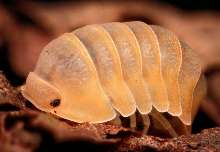 Isopod Cubaris Murina Mandarin | Lazada