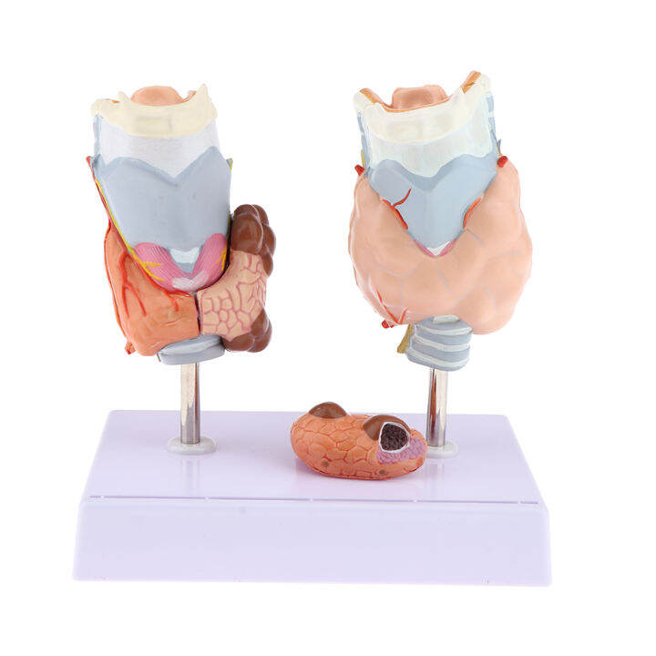 Moon Riverr Anatomy Models Lab Learning Teaching Resources - Magnified ...
