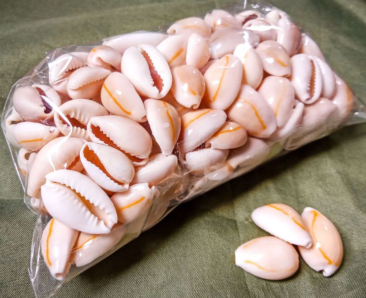 Sungka Sigay Shells | Lazada PH