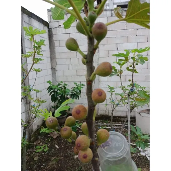 KWALITAS TERBAIK bibit tanaman buah tin jenis Negrone - jenis buah tin ... KWALITAS TERBAIK bibit tanaman buah tin jenis Negrone - jenis buah tin ...