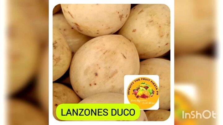 Fresh Lansones Duco ₱400 for 1kilo | Lazada PH