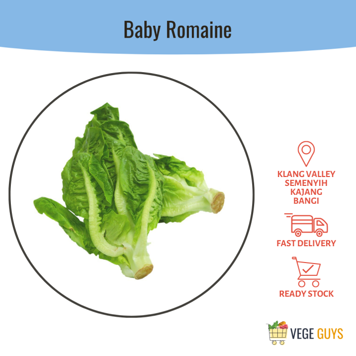 Baby Romaine 生菜 (+/-250g) | Lazada