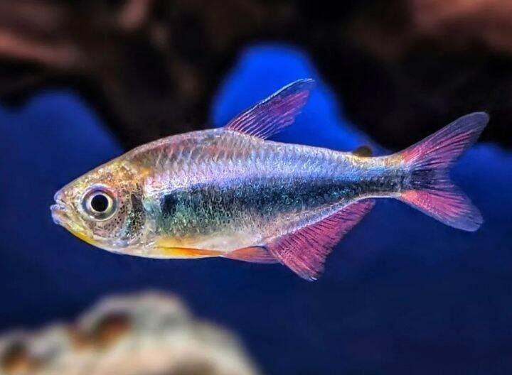 【Su's Aquatic】HYPHESSOBRYCON MARGITAE ' BLEEDING BLUE' / BLUE PERU ...